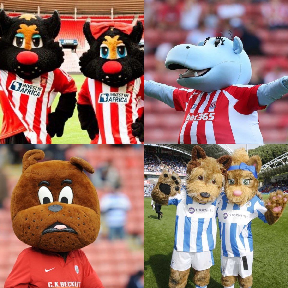 Quiz: Can you name the mascot of these 37 EFL clubs?