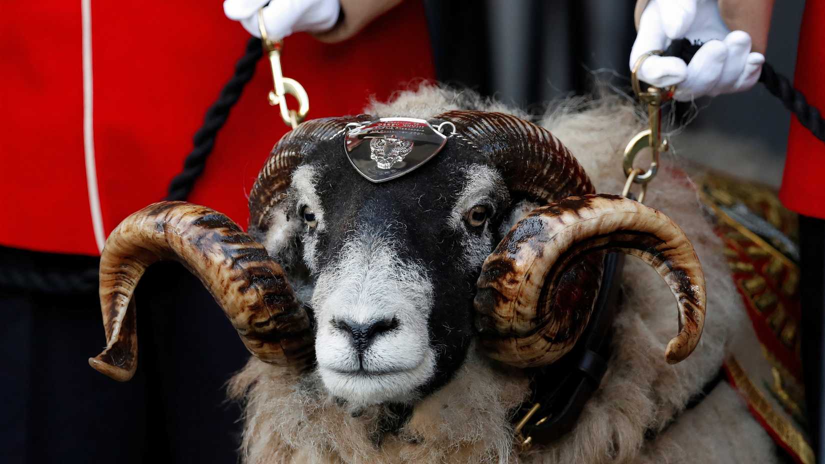 Explained: The exact reason why Derby County are nicknamed the Rams
